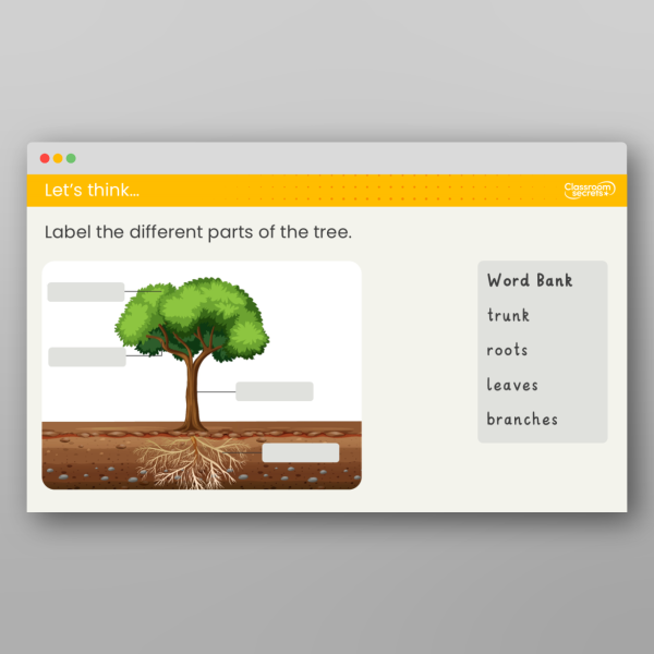 Year 1 What Are Trees Investigation Lesson Resource | Classroom Secrets