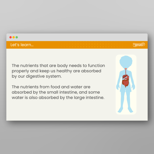 Year 6 How Are Water And Nutrients Transported In The Body Lesson ...