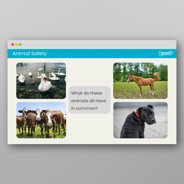 KS2 Animal Safety Reading Activity Resource | Classroom Secrets