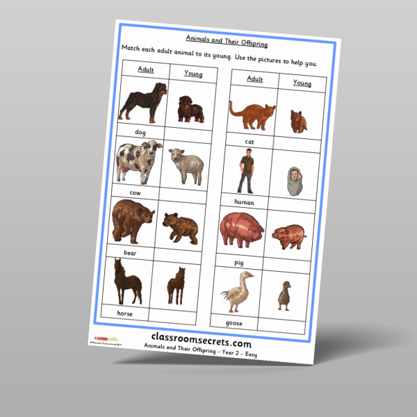 Year 2 Animals And Their Offspring Activity Resource | Classroom Secrets