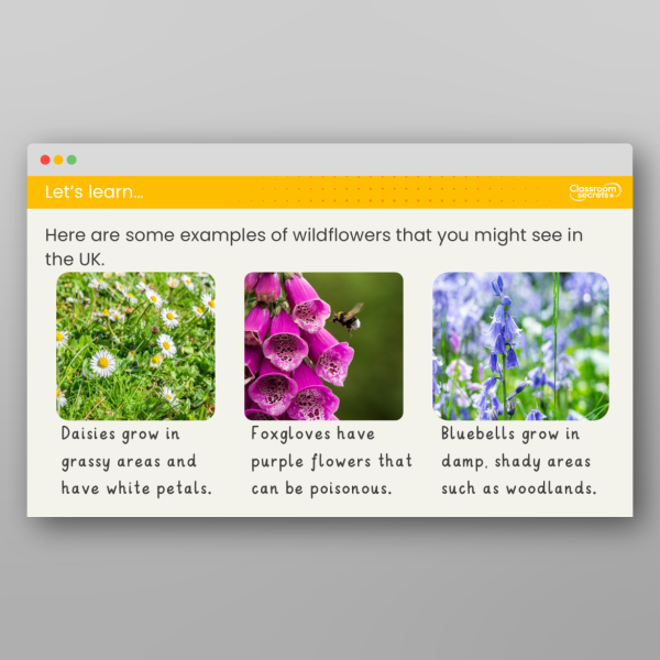 Year 1 Where Do Wildflowers Grow Investigation Lesson Resource ...