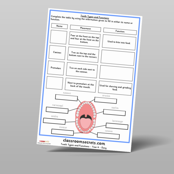 Year 4 Tooth Types And Functions Activity Resource | Classroom Secrets