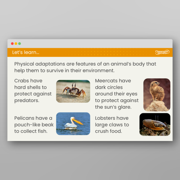 Year 6 How Have Animals Adapted Lesson Resource | Classroom Secrets