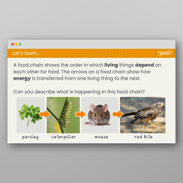 Year 2 What Is A Food Chain Lesson Resource | Classroom Secrets