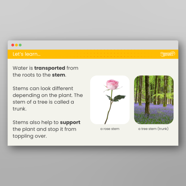 Year 3 How Is Water Transported In Plants Investigation Lesson Resource ...