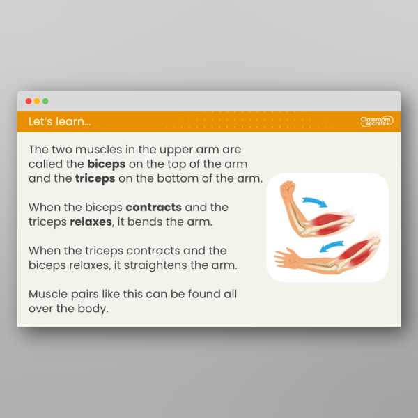 Year 3 How Do Our Bodies Move Lesson Resource | Classroom Secrets