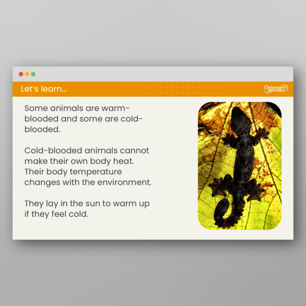 Year 1 What Are Amphibians Reptiles And Fish Lesson Resource ...