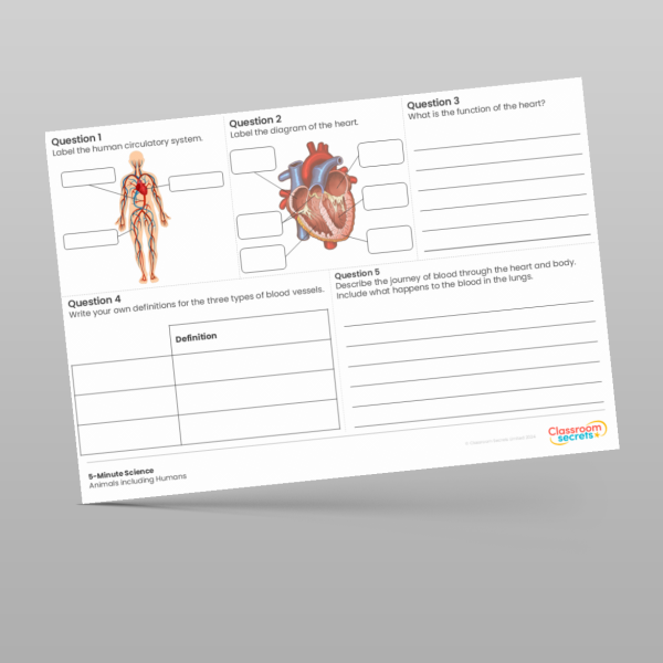 Year 6 Animals Including Humans 5 Minute Science Resource | Classroom ...