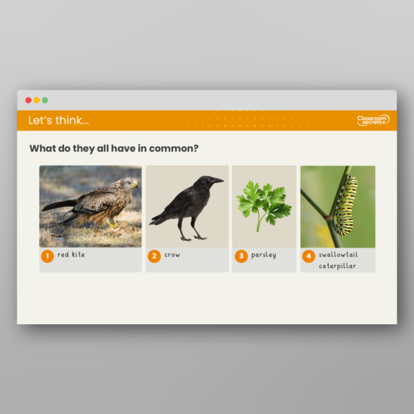 Year 2 What Is A Food Chain Lesson Resource | Classroom Secrets