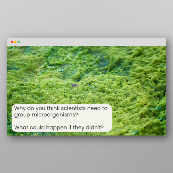 Year 6 How Do We Group Microorganisms Lesson Resource | Classroom Secrets