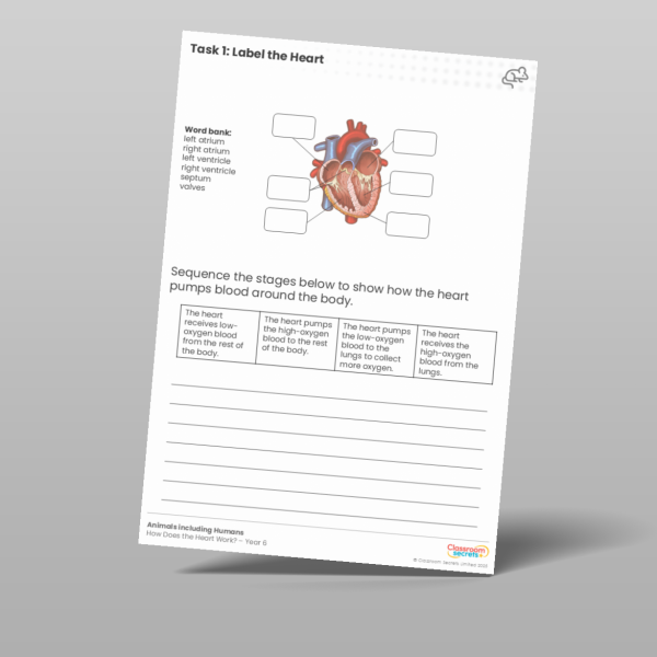 Year 6 Label The Heart Worksheet Resource | Classroom Secrets
