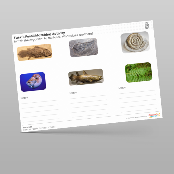Year 3 Fossil Matching Activity Worksheet Resource | Classroom Secrets