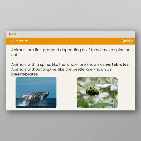 Year 4 How Can We Group Animals Lesson Resource | Classroom Secrets