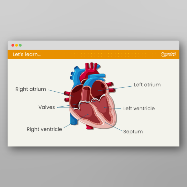 Year 6 How Does The Heart Work Lesson Resource | Classroom Secrets