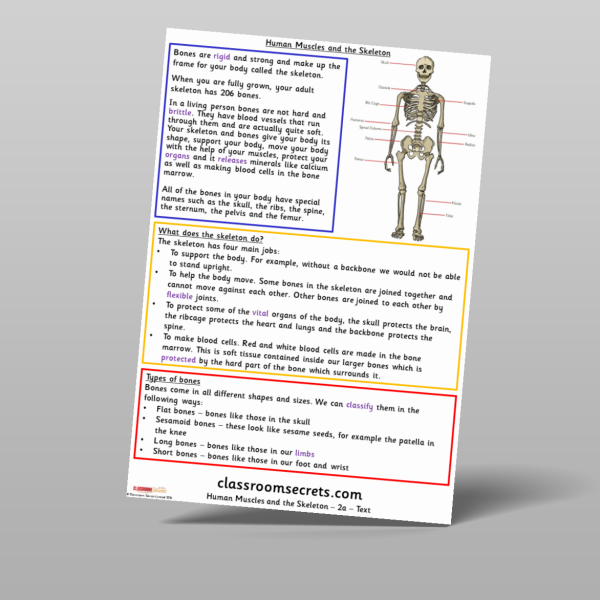 Year 2 3 4 Human Muscles And The Skeleton White Silver Guided Reading ...