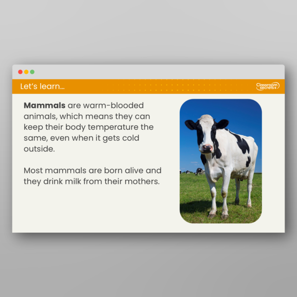 Year 1 What Are Mammals And Birds Lesson Resource | Classroom Secrets