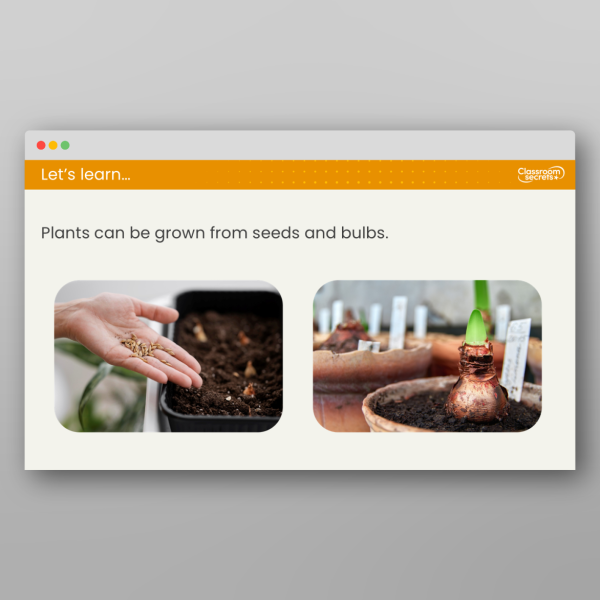 Year 2 What Are Bulbs Lesson Resource | Classroom Secrets