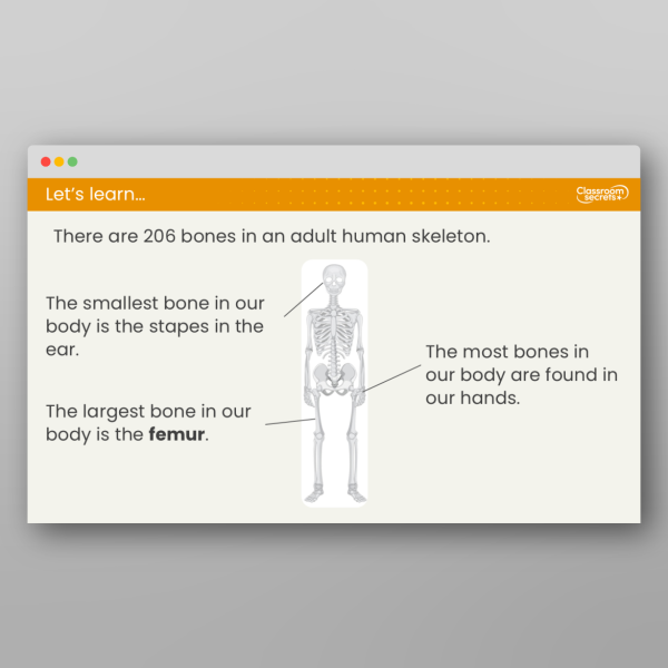 Year 3 Why Do Humans Have Skeletons Lesson Resource | Classroom Secrets