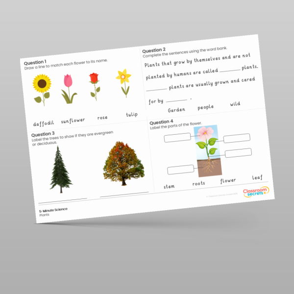 Year 1 Plants 5 Minute Science Resource | Classroom Secrets