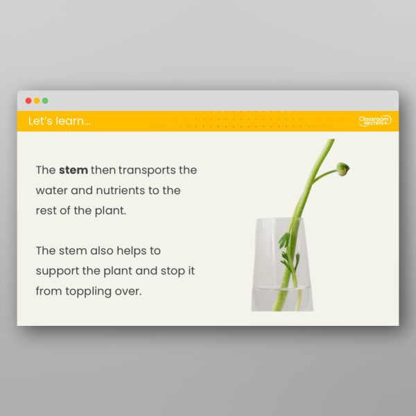 Year 3 How Is Water Transported In Plants Investigation Lesson Resource ...