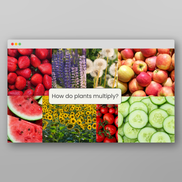 Year 3 What Is Seed Dispersal Lesson Resource | Classroom Secrets