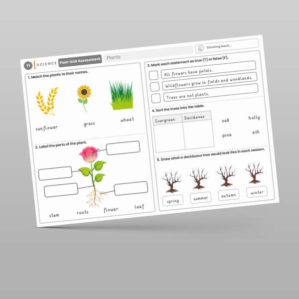 Year 1 Plants Post Unit Assessment Resource | Classroom Secrets