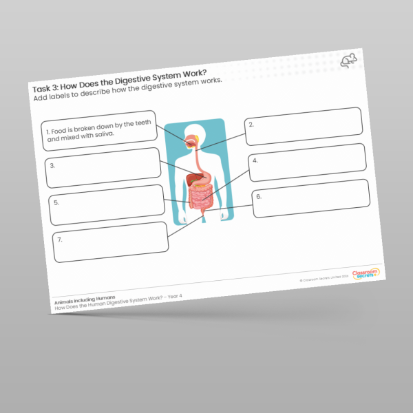 Year 4 How Does The Digestive System Work Worksheet Resource ...