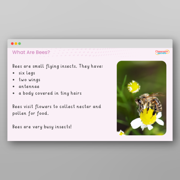 KS1 Amazing Bees Teaching Ppt Resource | Classroom Secrets