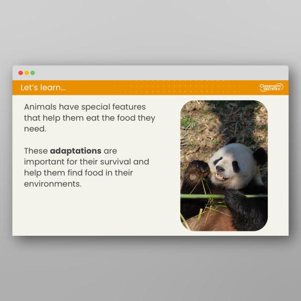 Year 3 What Do Animals Eat Lesson Resource | Classroom Secrets