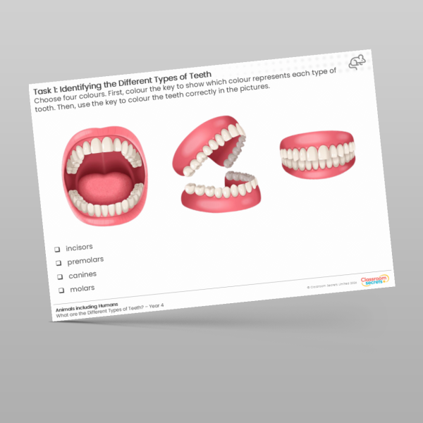 Year 4 Identifying The Different Types Of Teeth Worksheet Resource ...