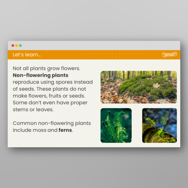 Year 4 How Can We Classify Plants Lesson Resource | Classroom Secrets