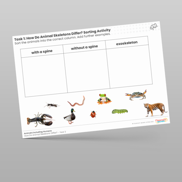 Year 3 How Do Animal Skeletons Differ Sorting Activity Resource ...