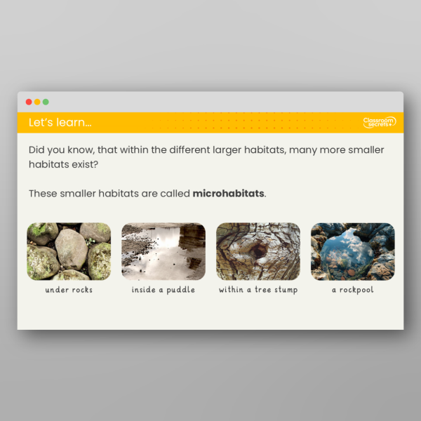 Year 2 What Is A Microhabitat Investigation Lesson Resource | Classroom Secrets