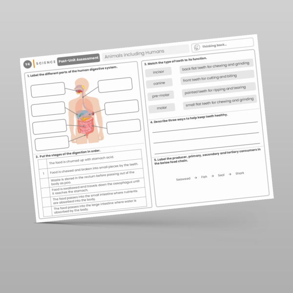 Year 4 Animals Including Humans Post Unit Assessment Resource ...