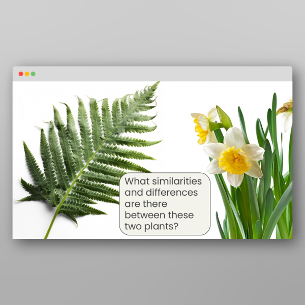 Year 5 How Do Plant Life Cycles Differ Lesson Resource | Classroom Secrets