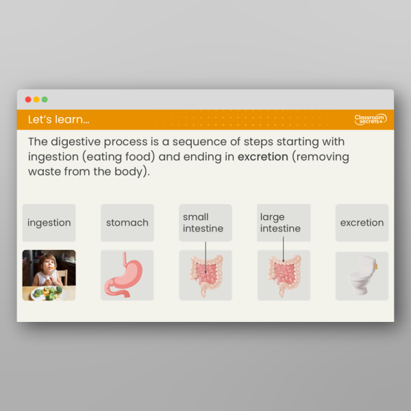 Year 4 How Does The Human Digestive System Work Lesson Resource ...