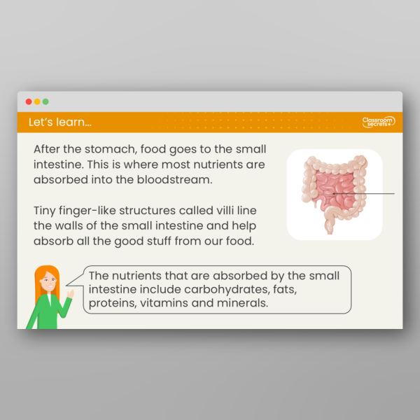 Year 4 How Does The Human Digestive System Work Lesson Resource ...