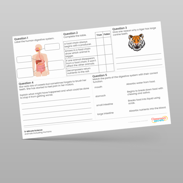Year 4 Animals Including Humans 5 Minute Science Resource | Classroom ...