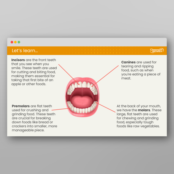 Year 4 What Are The Different Types Of Teeth Lesson Resource ...